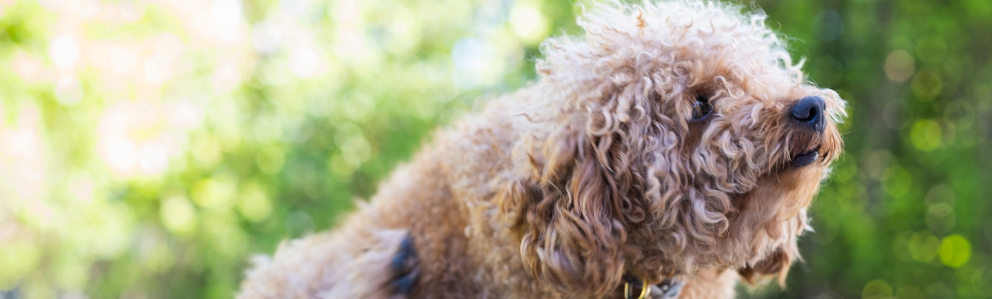 How To Know If Your Dog Has Fleas | NexGard