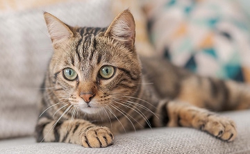 Hypertension in Cats - Signs, Causes, Treatment | Nexgard